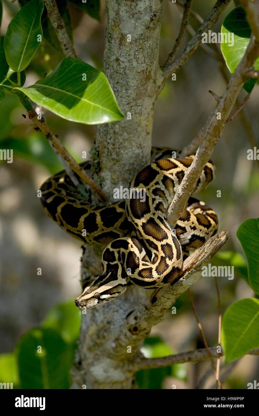 evergladesnps 9099356557 Burmese Python (4), NPSPhoto, R. Cammauf Stock ...