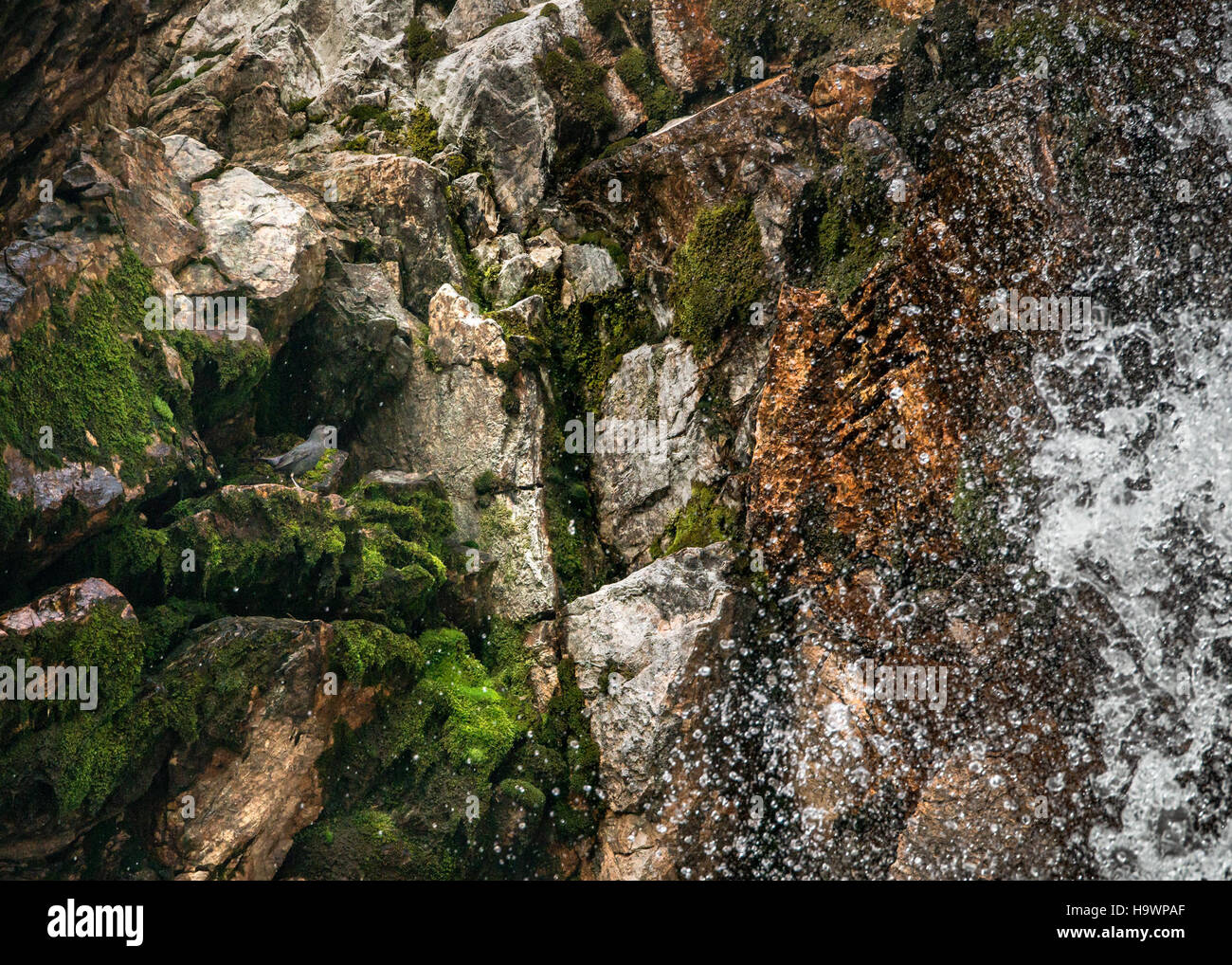 A dipper, a small aquatic bird, is observed in the water in Glacier ...