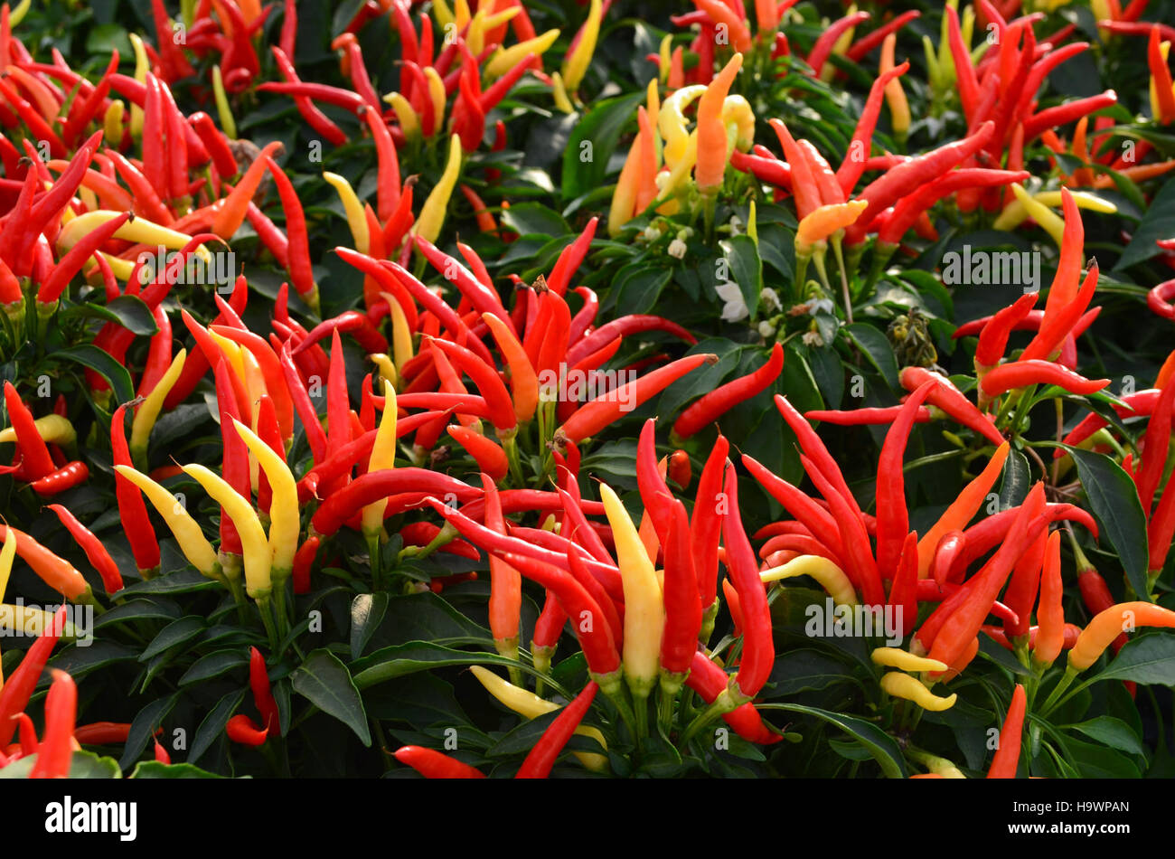 Chili peppers are widely studied for their agricultural importance and ...