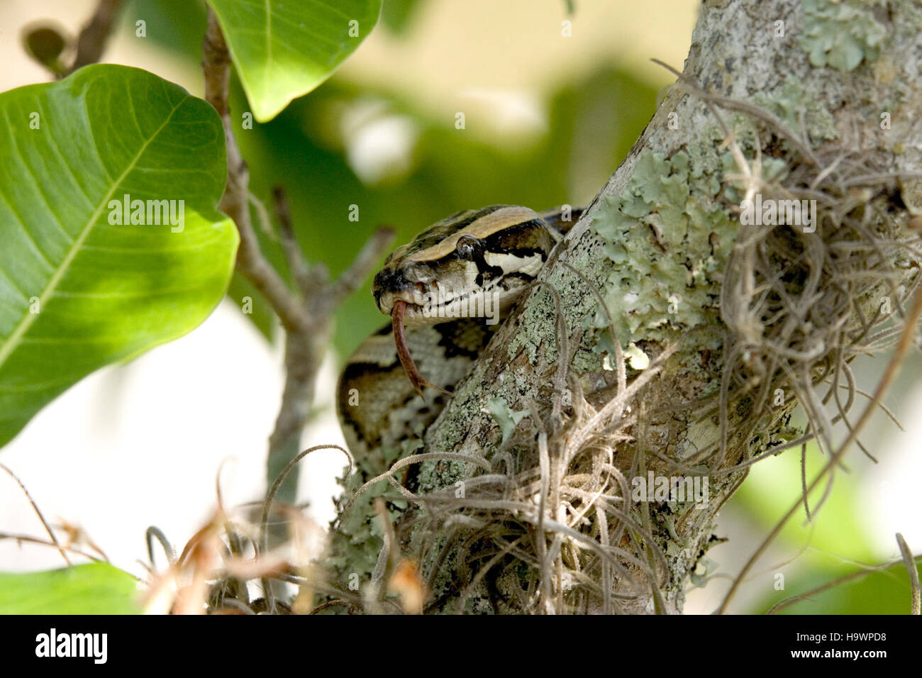 evergladesnps 9101583718 Burmese Python (11), NPSPhoto, R. Cammauf ...
