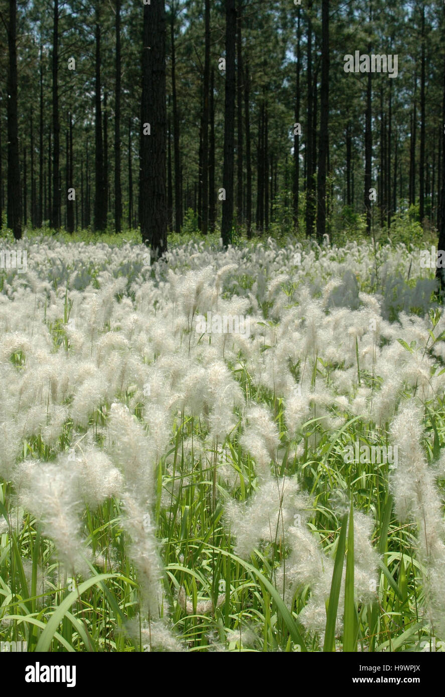 Cogongrass, an invasive species, poses a significant threat to native ...