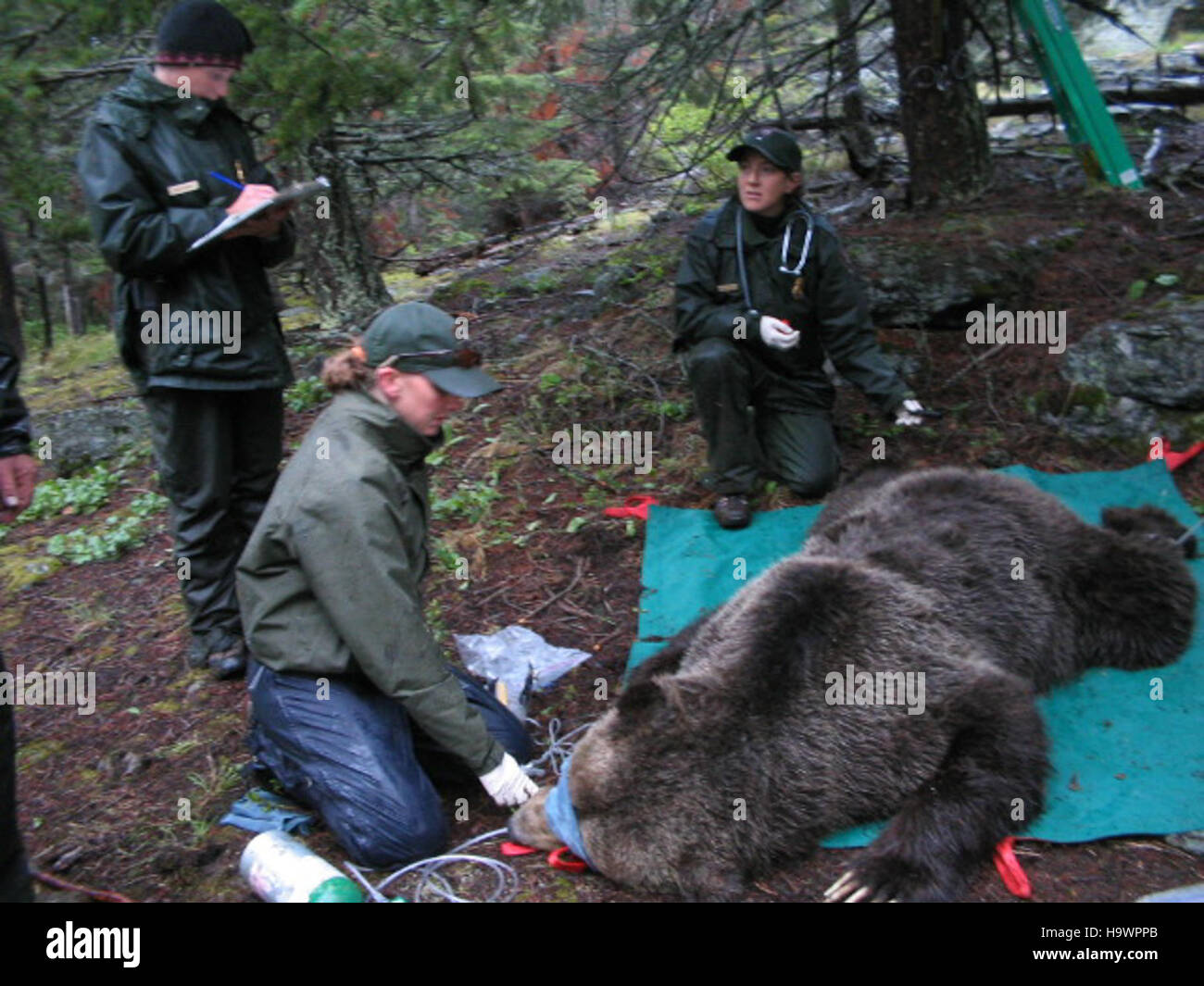 Grizzly bear project hi-res stock photography and images - Alamy