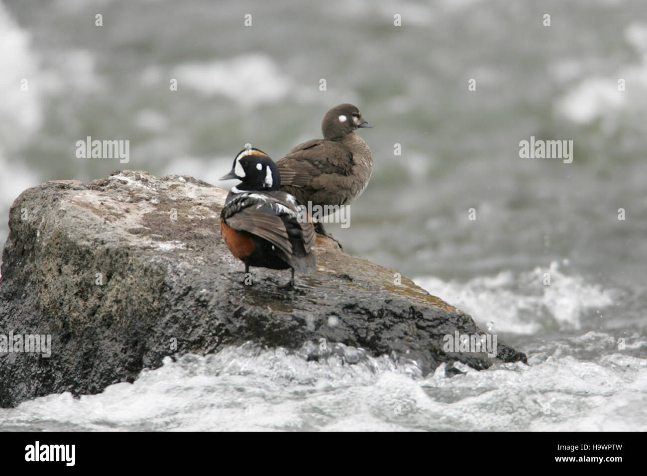The image captures male and female Harlequin ducks, known for their ...