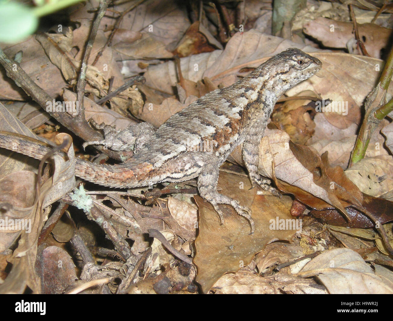snpphotos 6819002088 Eastern Fence Lizard Stock Photo - Alamy