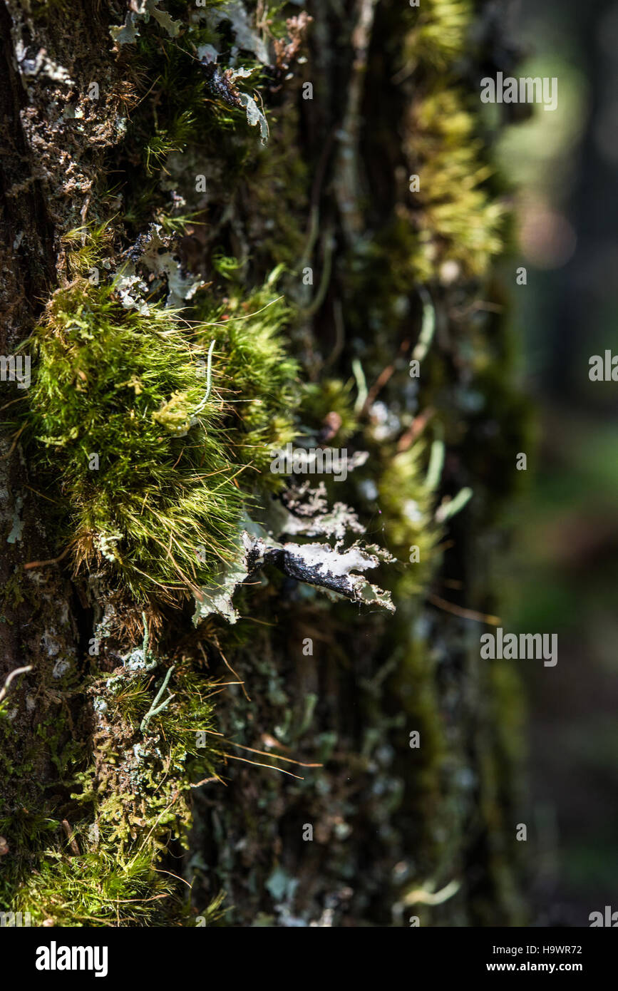 Lichens growing on the forest floor in Glacier National Park ...
