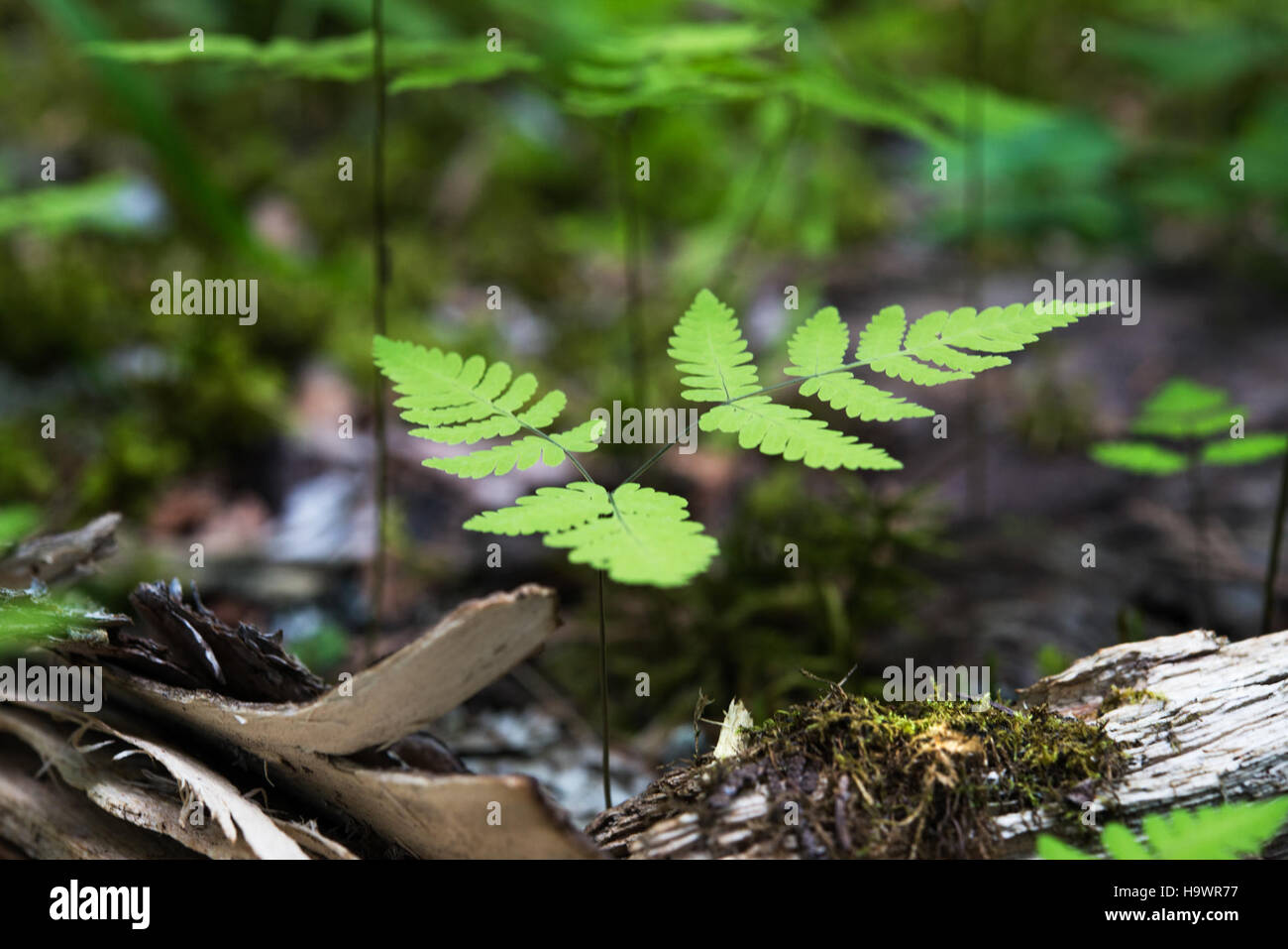 The forest floor of Glacier National Park showcases fern species and ...
