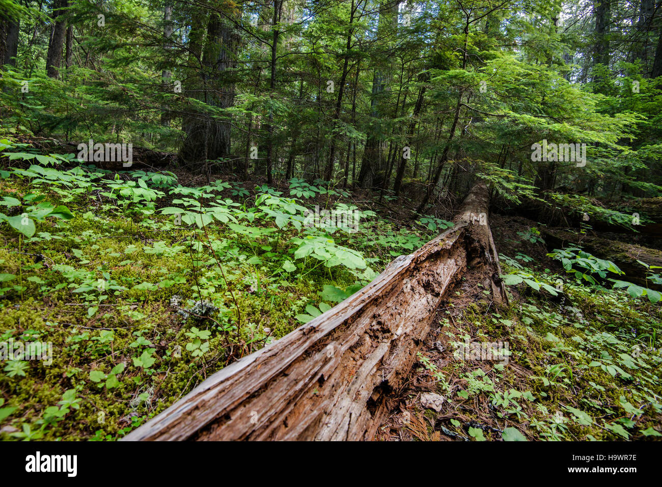 A desiccating forest floor in Glacier National Park highlights the ...