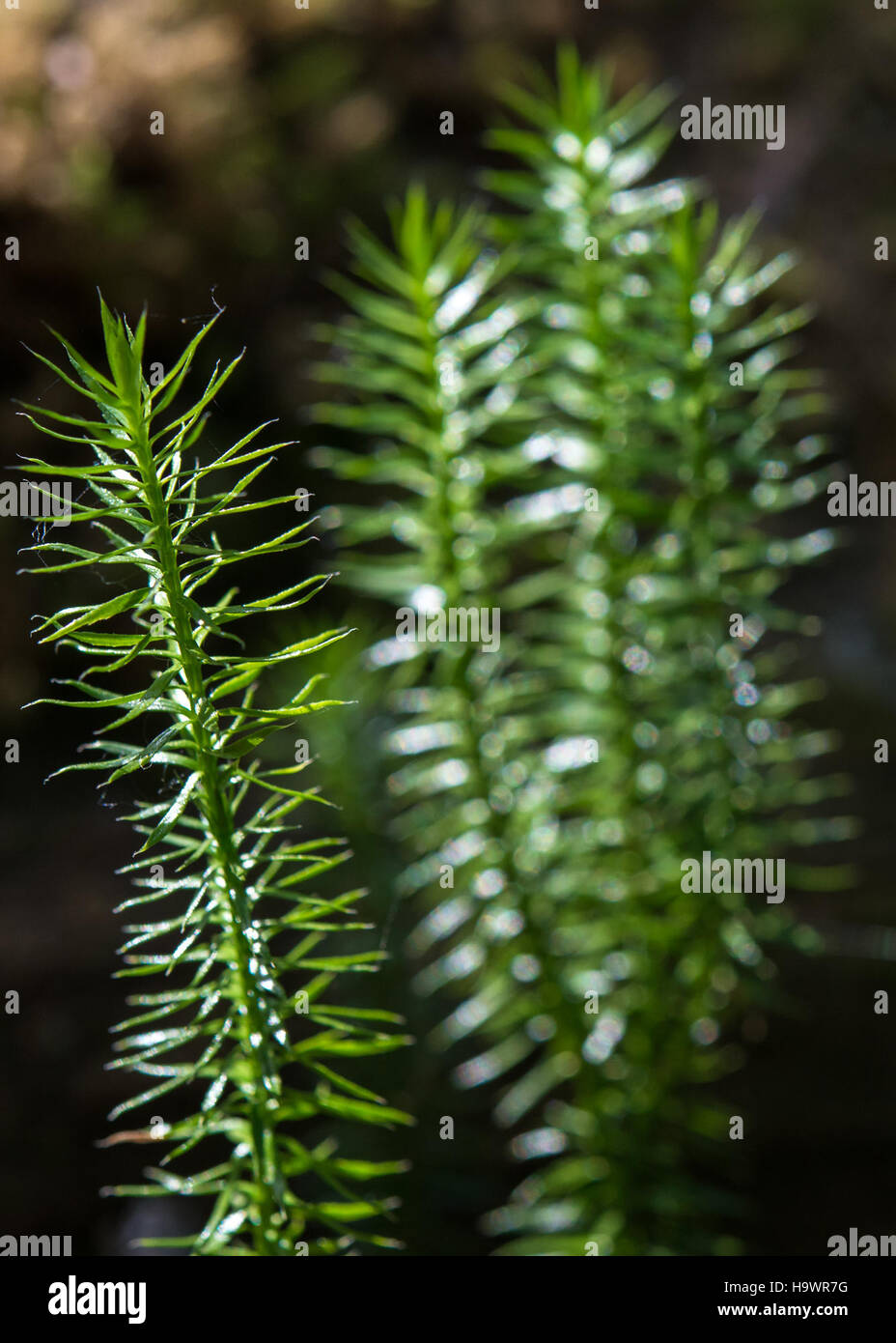 The forest floor in Glacier National Park features Club Moss, an ...