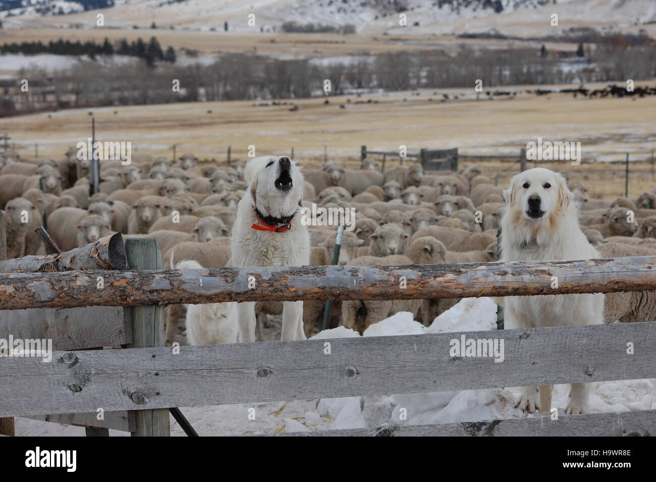 Protecting livestock from dogs hi-res stock photography and images - Alamy