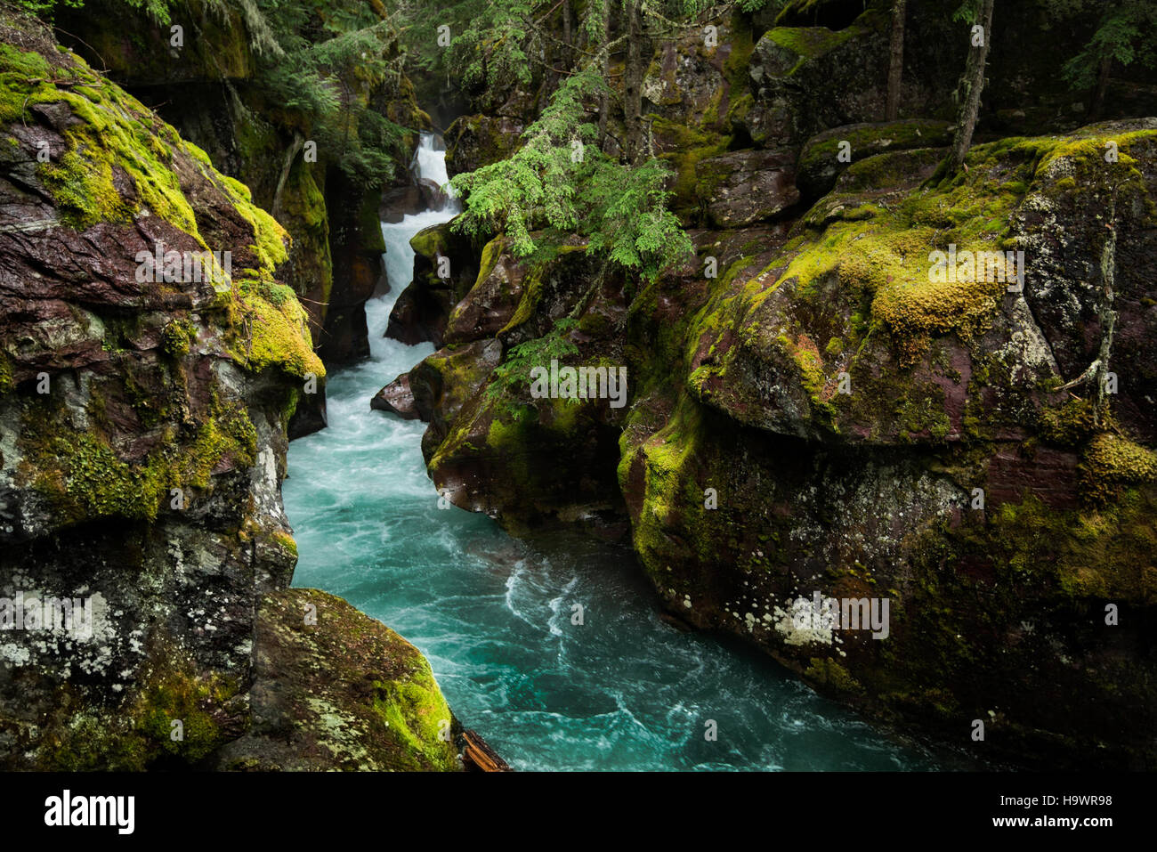 Avalanche Gorge in Glacier National Park is a popular spot for visitors ...