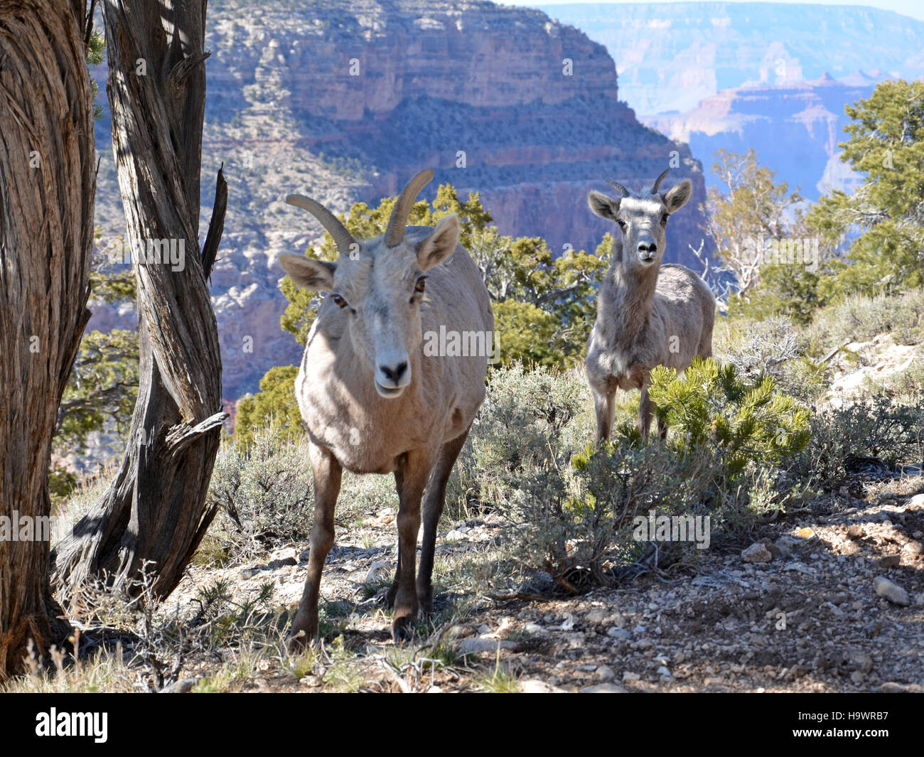 This image captures the Desert Bighorn Sheep, a native species to the ...