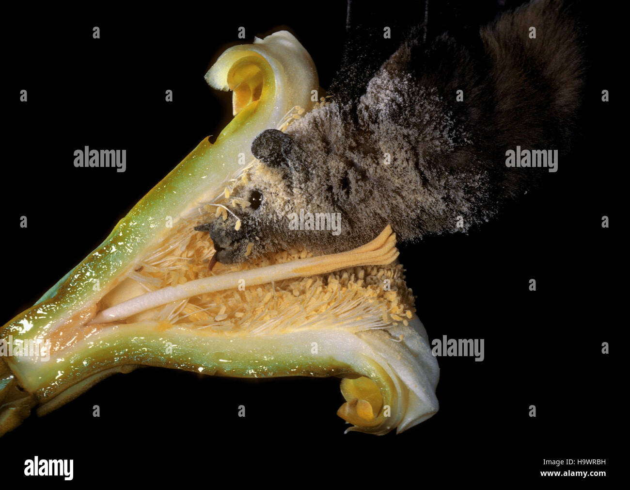 Lesser long nosed bat hi-res stock photography and images - Alamy