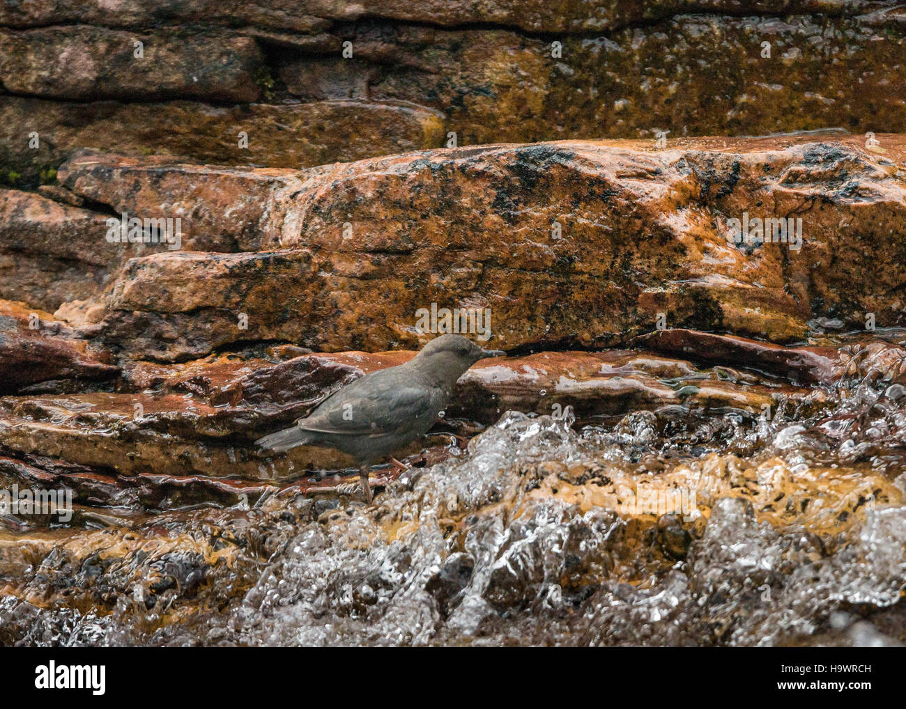 A dipper bird, seen hunting in a stream at Glacier National Park ...