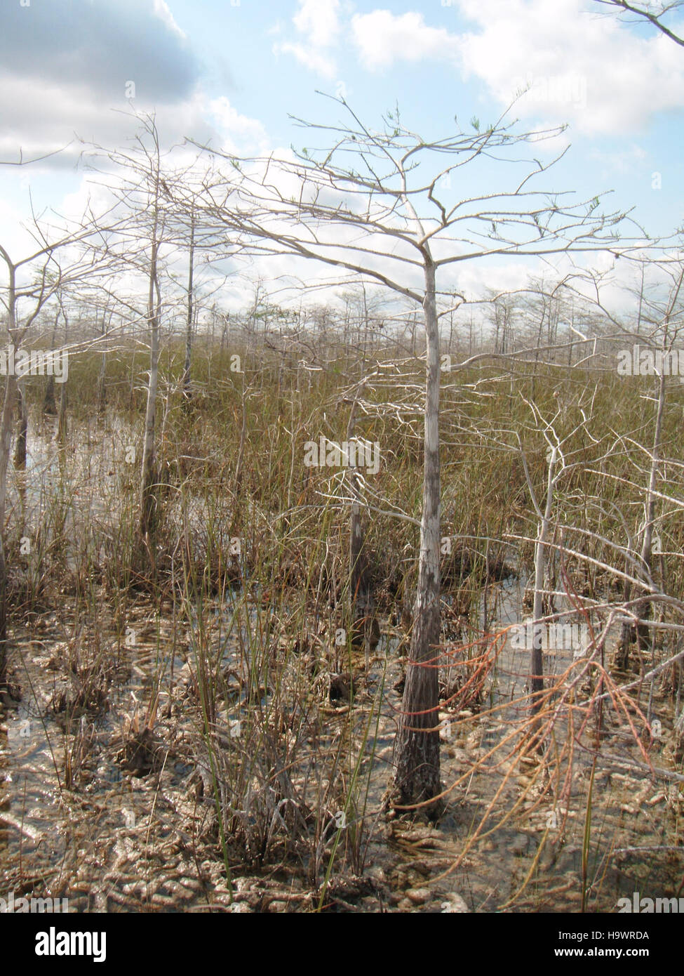 A photo of a Dwarf Cypress tree in Everglades National Park, taken by S ...