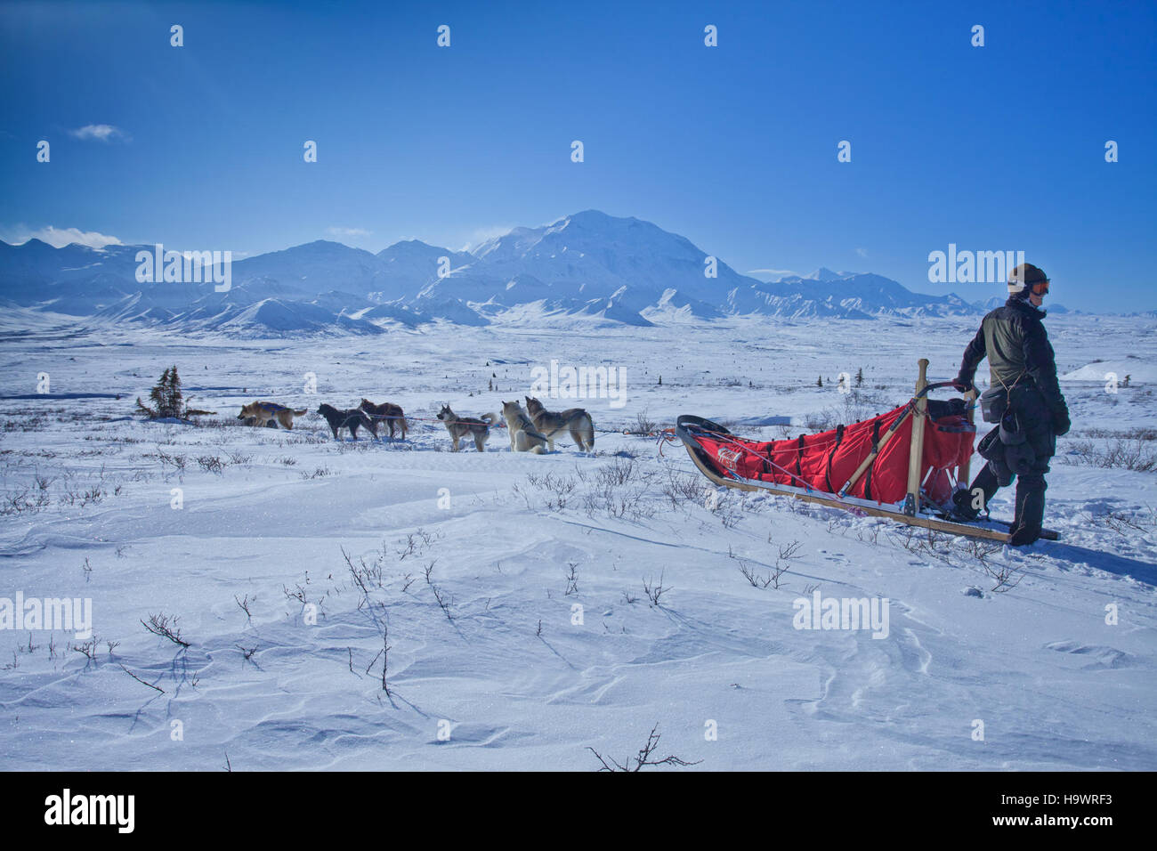 A park ranger at Denali National Park provides an educational ...
