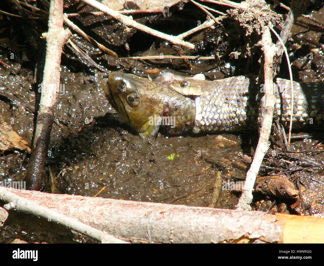 A Garter Snake is observed eating a fish in Bandelier National Park ...