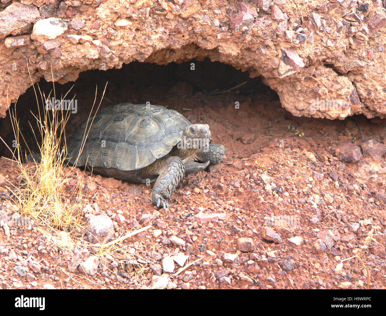 Desert Tortoise Burrow