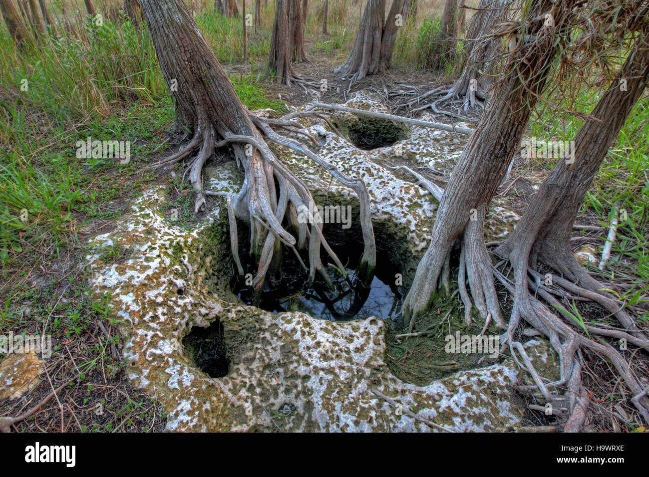 The 'Solution Hole' in Everglades National Park is a natural geological ...