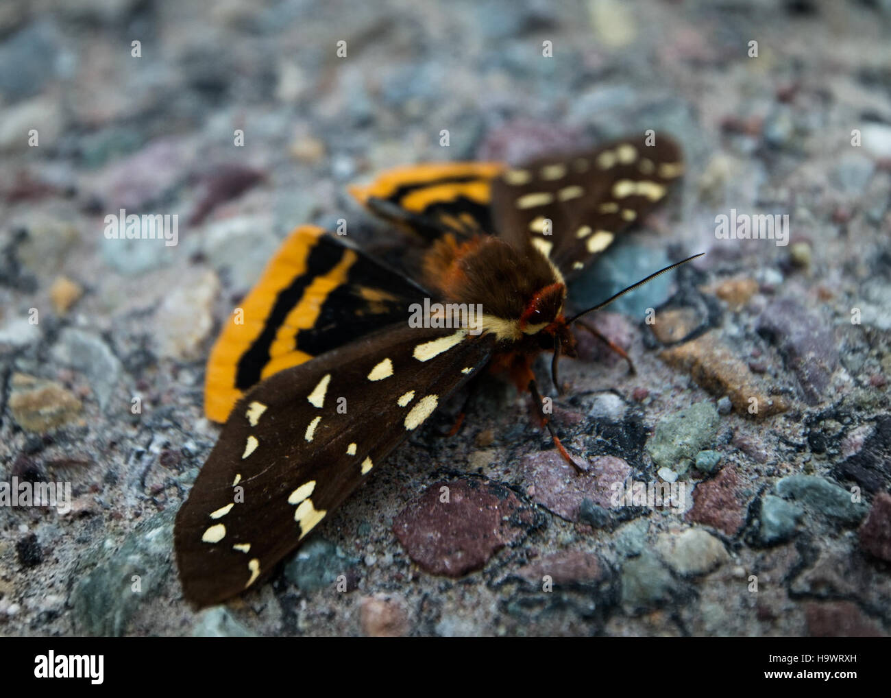 A moth is observed in Glacier National Park, illustrating the park’s ...
