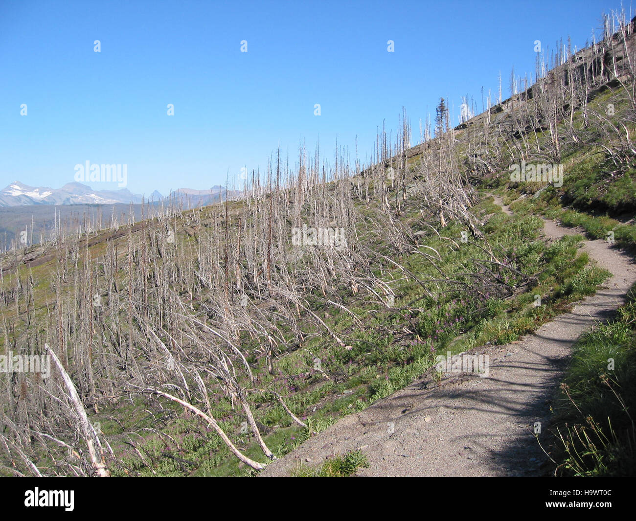 Glacier National Park reflects on its history, particularly the changes ...