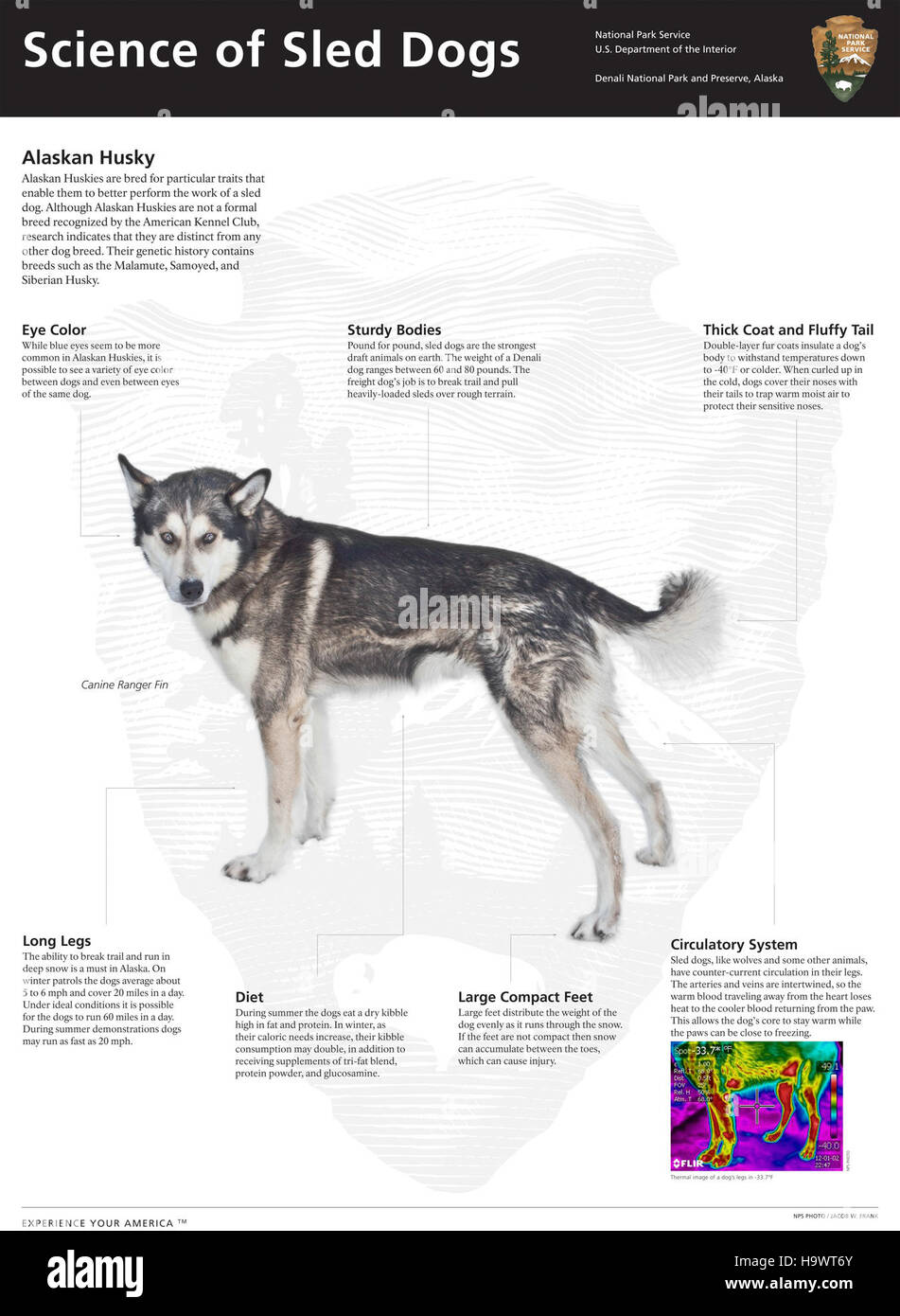 Denali National Park showcases the science behind sled dog teams ...