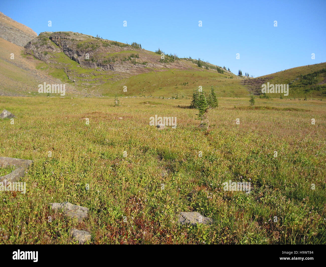 Alpine ecosystems in Glacier National Park are home to unique wildlife ...