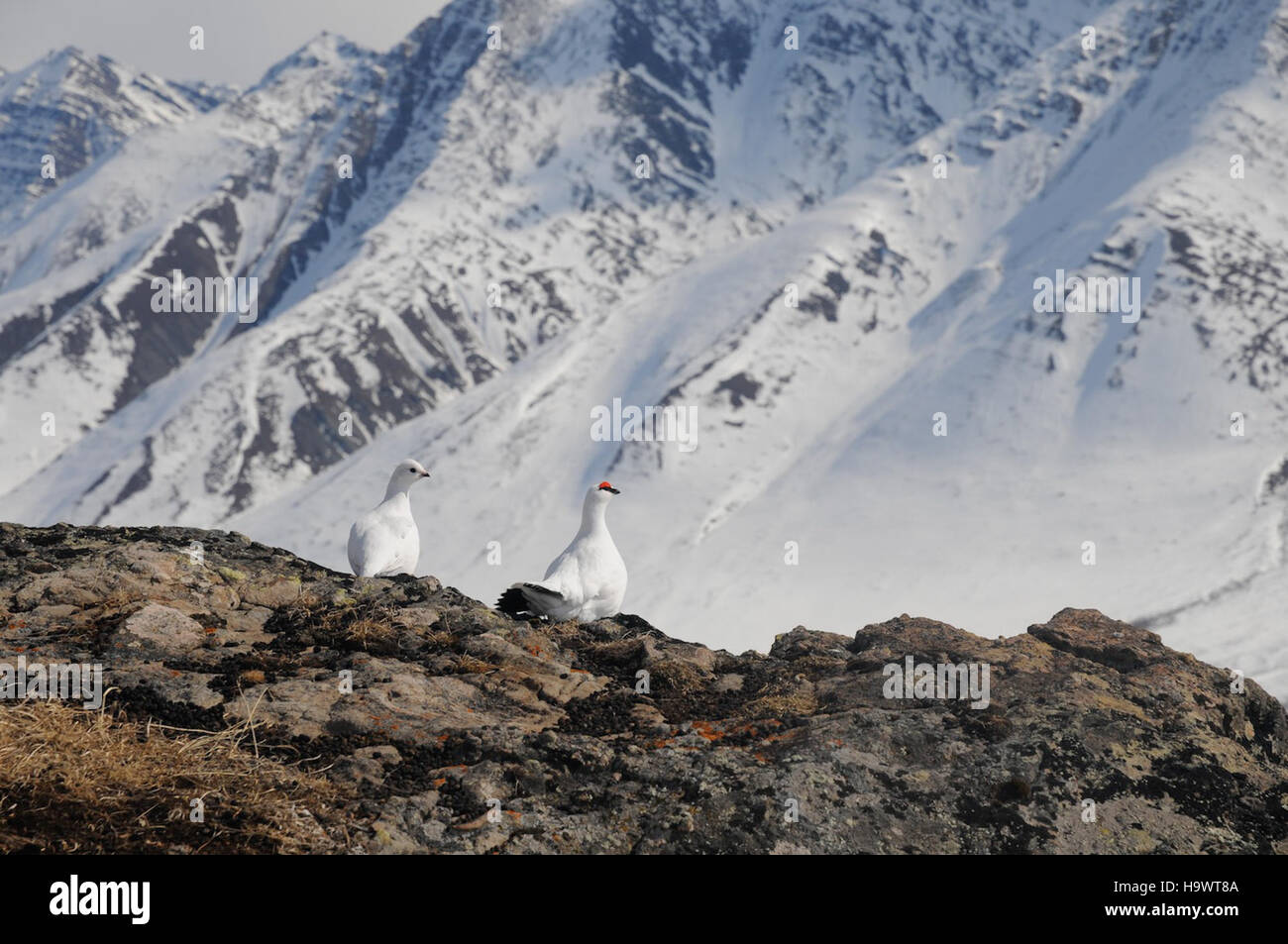 A pair of ptarmigans, native birds of Alaska, observed in their natural ...