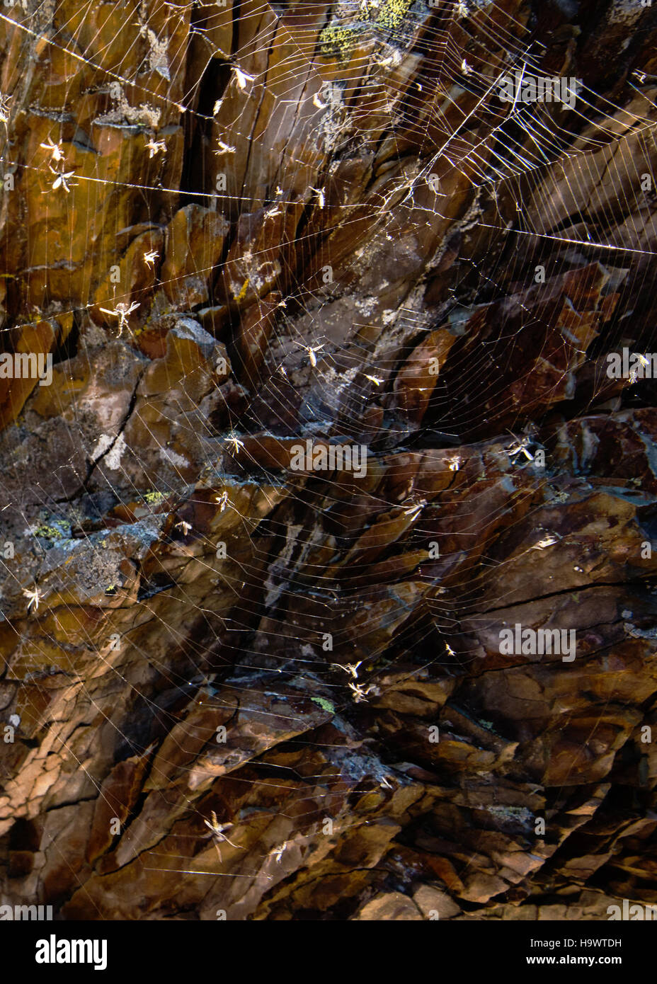 Beauty of biological structures hi-res stock photography and images - Alamy