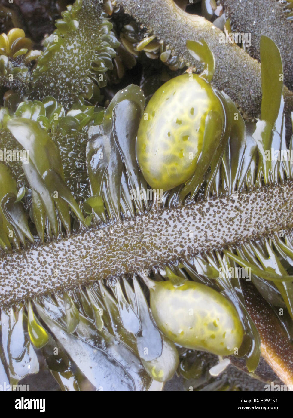olympicnps 22901697196 seaweed zoom plant marine BBaccus NPS photo ...