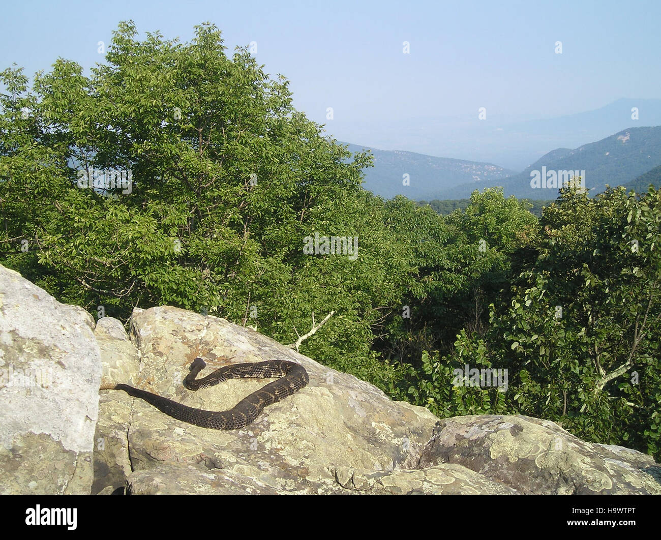 A Timber Rattlesnake photographed in its natural habitat within a ...