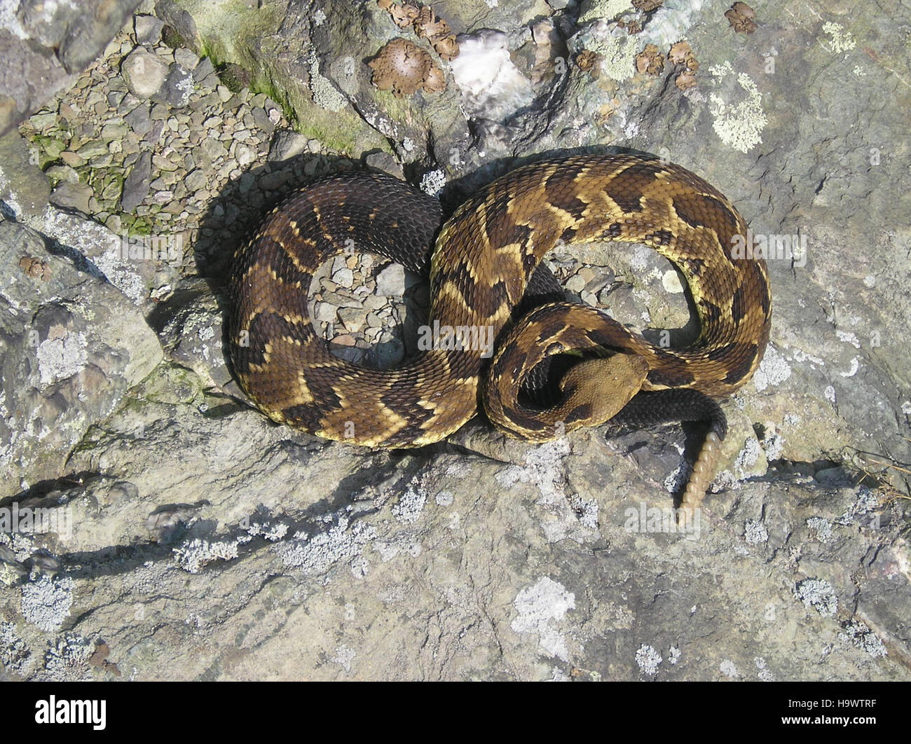 A Timber Rattlesnake is captured in its natural habitat, representing ...