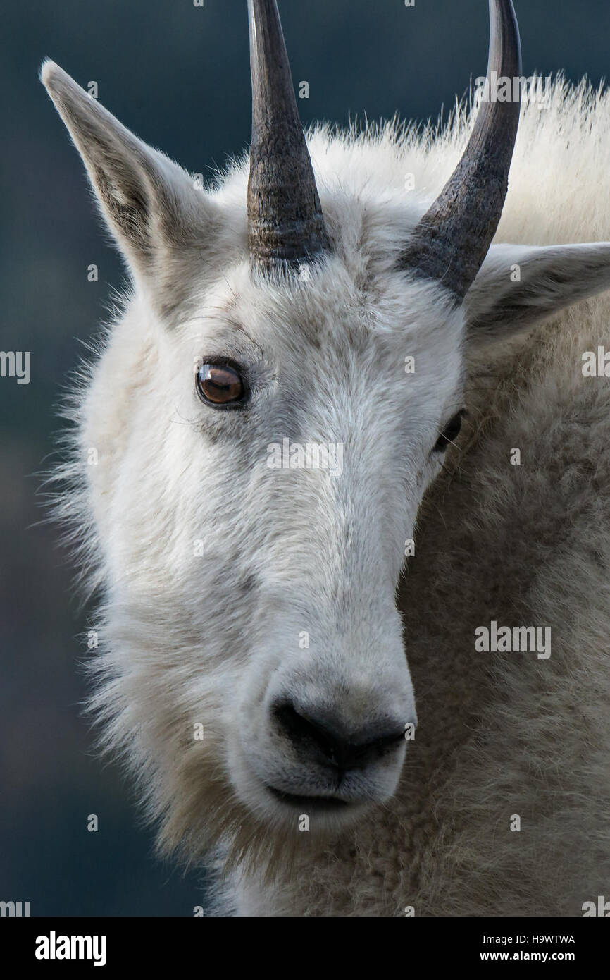 A young mountain goat, captured in a photograph at Glacier National ...