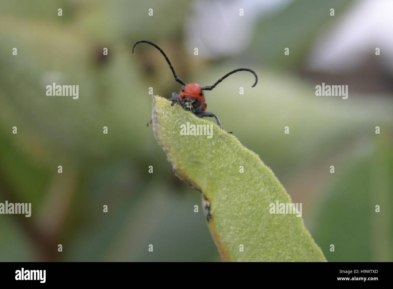 Insect feeding on a plant hi-res stock photography and images - Alamy