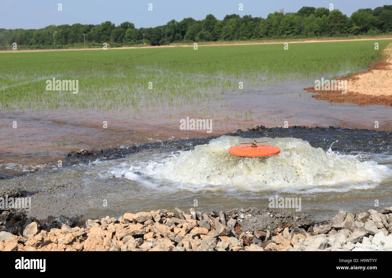 Water is pumped onto a rice field using an irrigation pipeline to ...