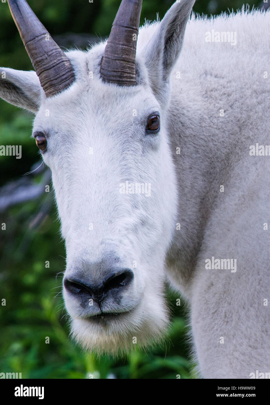 A mountain goat in Glacier National Park stands as a representative ...