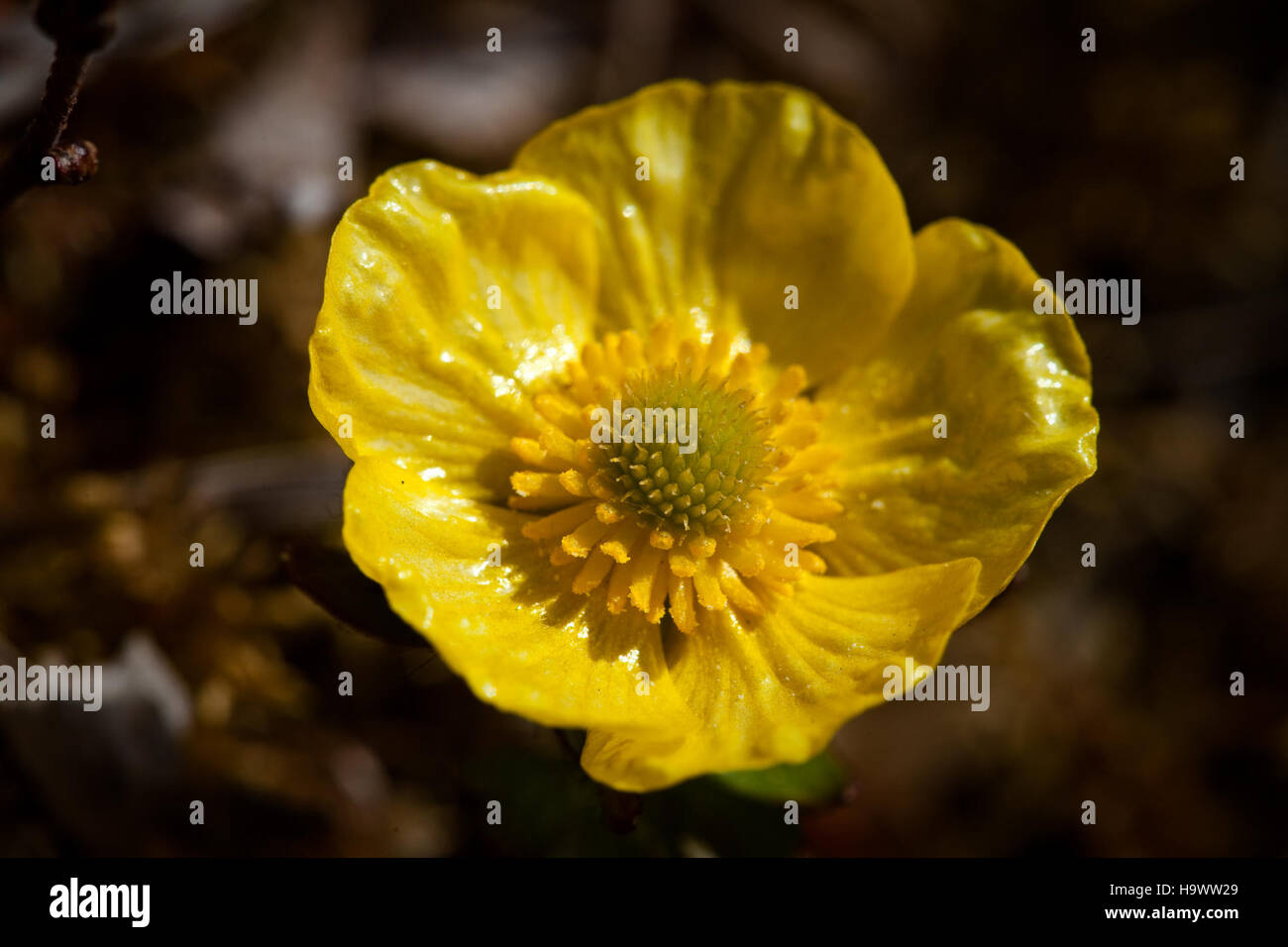 Flowers for cold climates hi-res stock photography and images - Alamy