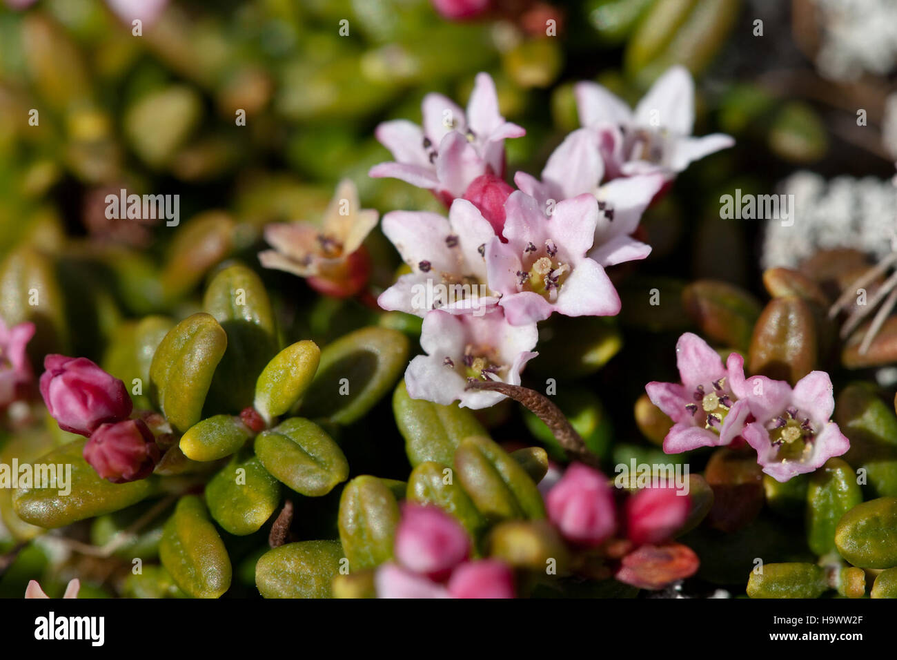 Alpine azalea hi-res stock photography and images - Alamy