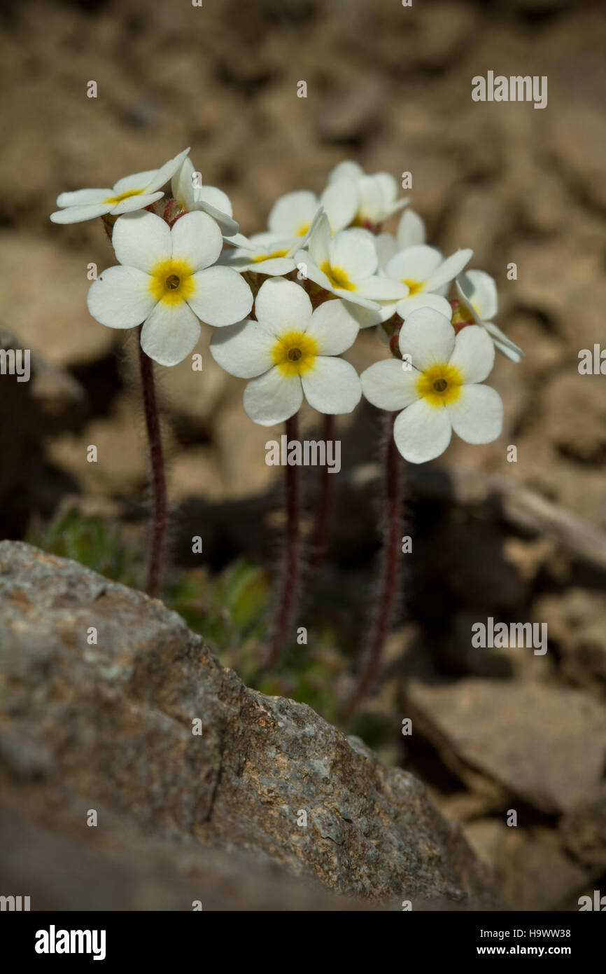 Rock Jasmine, a rare and beautiful flowering plant, thrives in rocky ...