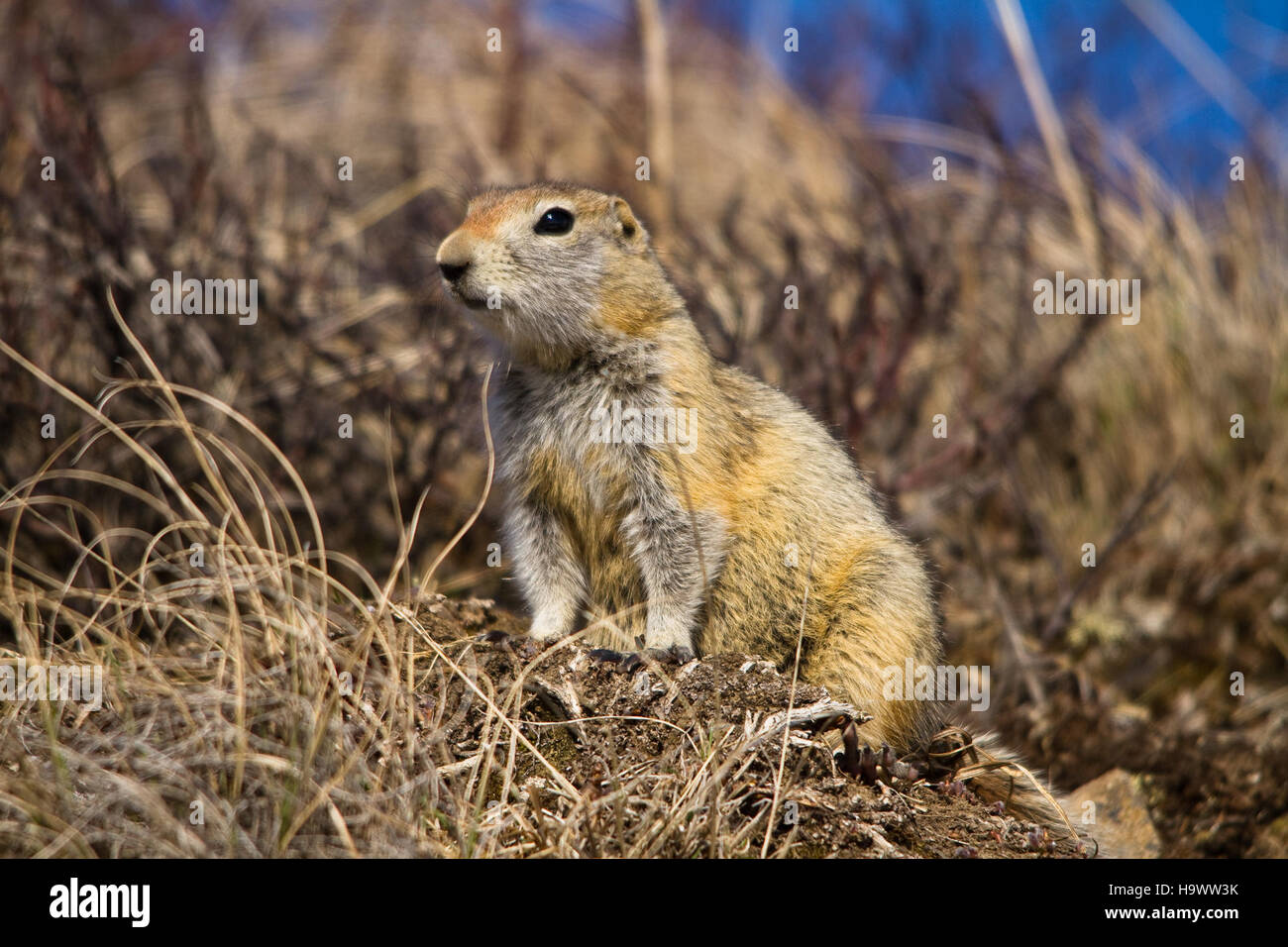 The Arctic ground squirrel, known for its adaptation to cold ...