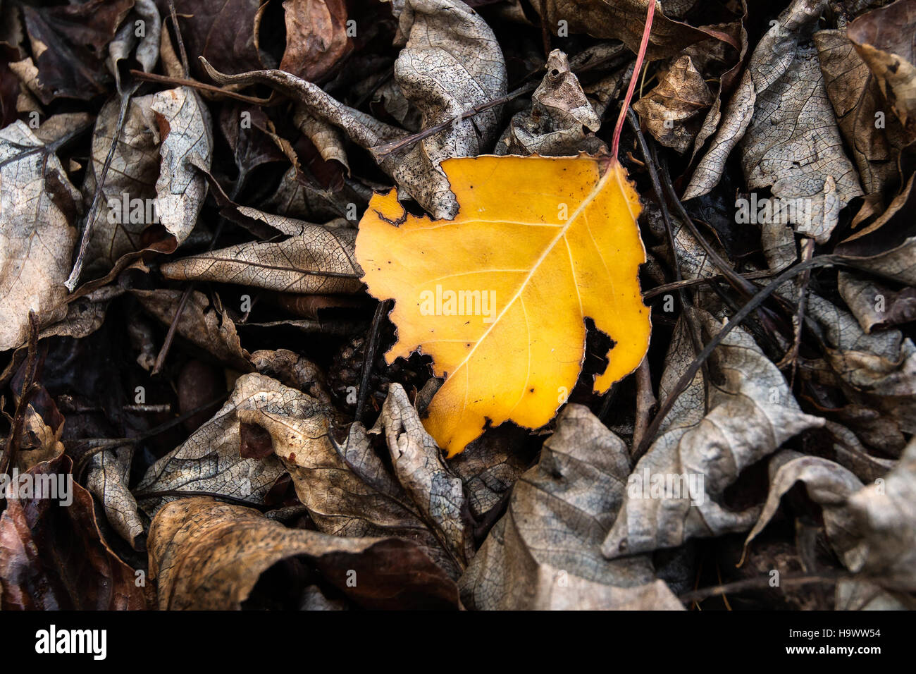 A photo from Glacier National Park showcasing the vibrant fall foliage ...