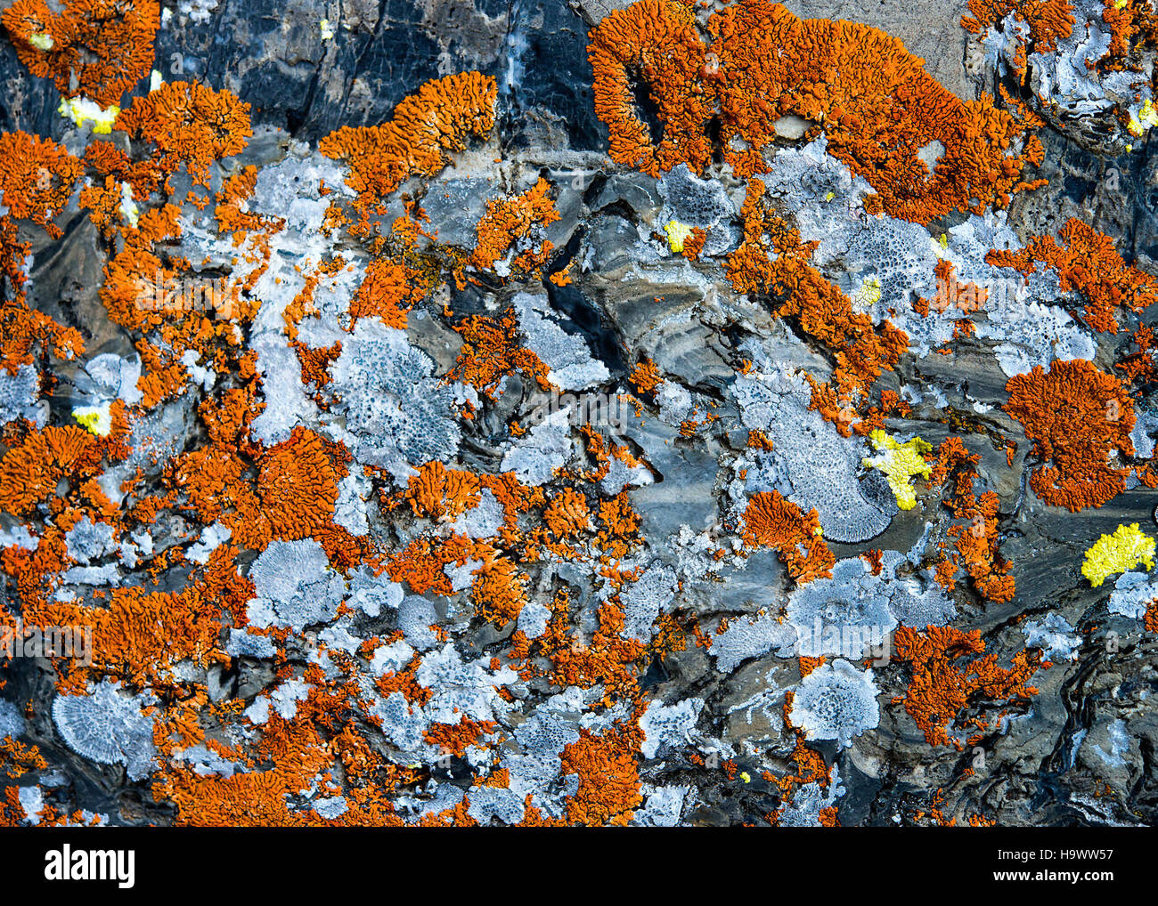 This photo shows lichen growing along the Highline Trail in Glacier ...