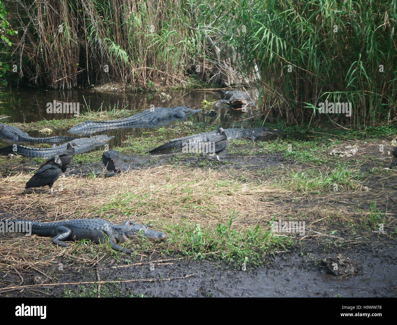 Coldiron hi-res stock photography and images - Alamy