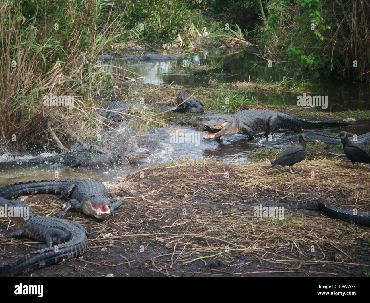 Coldiron hi-res stock photography and images - Alamy
