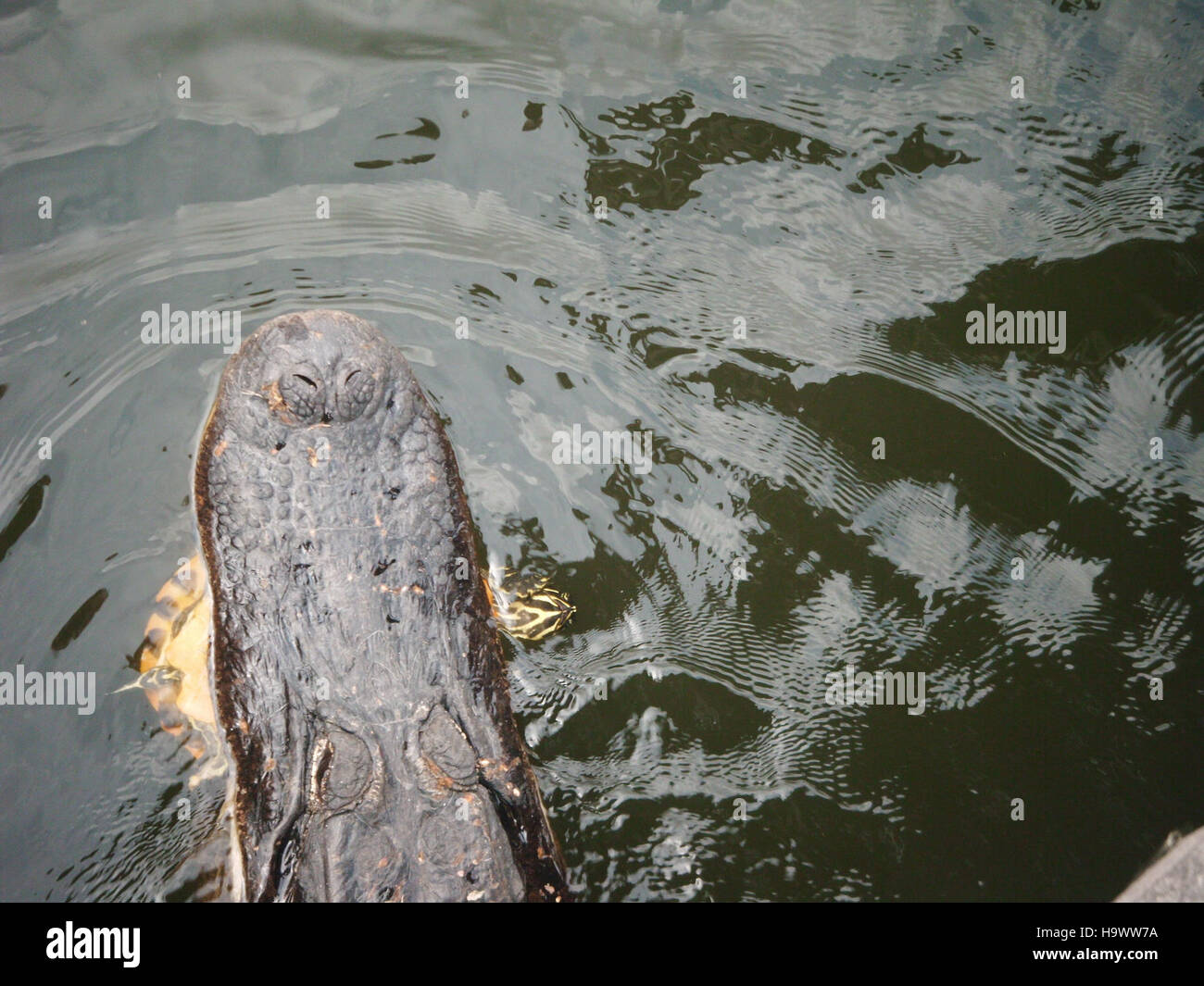 A photo capturing a natural interaction between an alligator and a ...