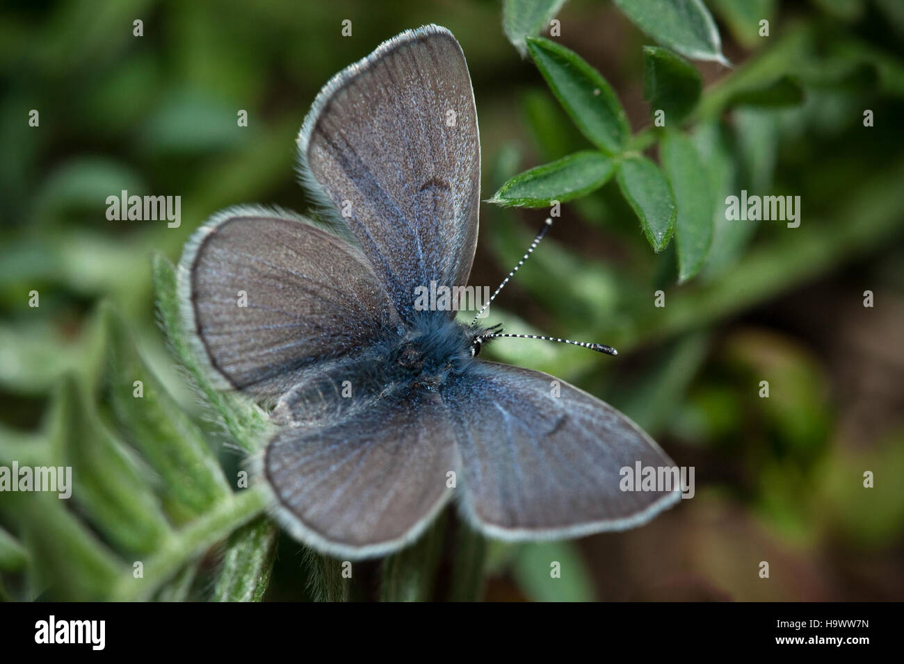 A blue butterfly, native to the Denali National Park area, can be ...