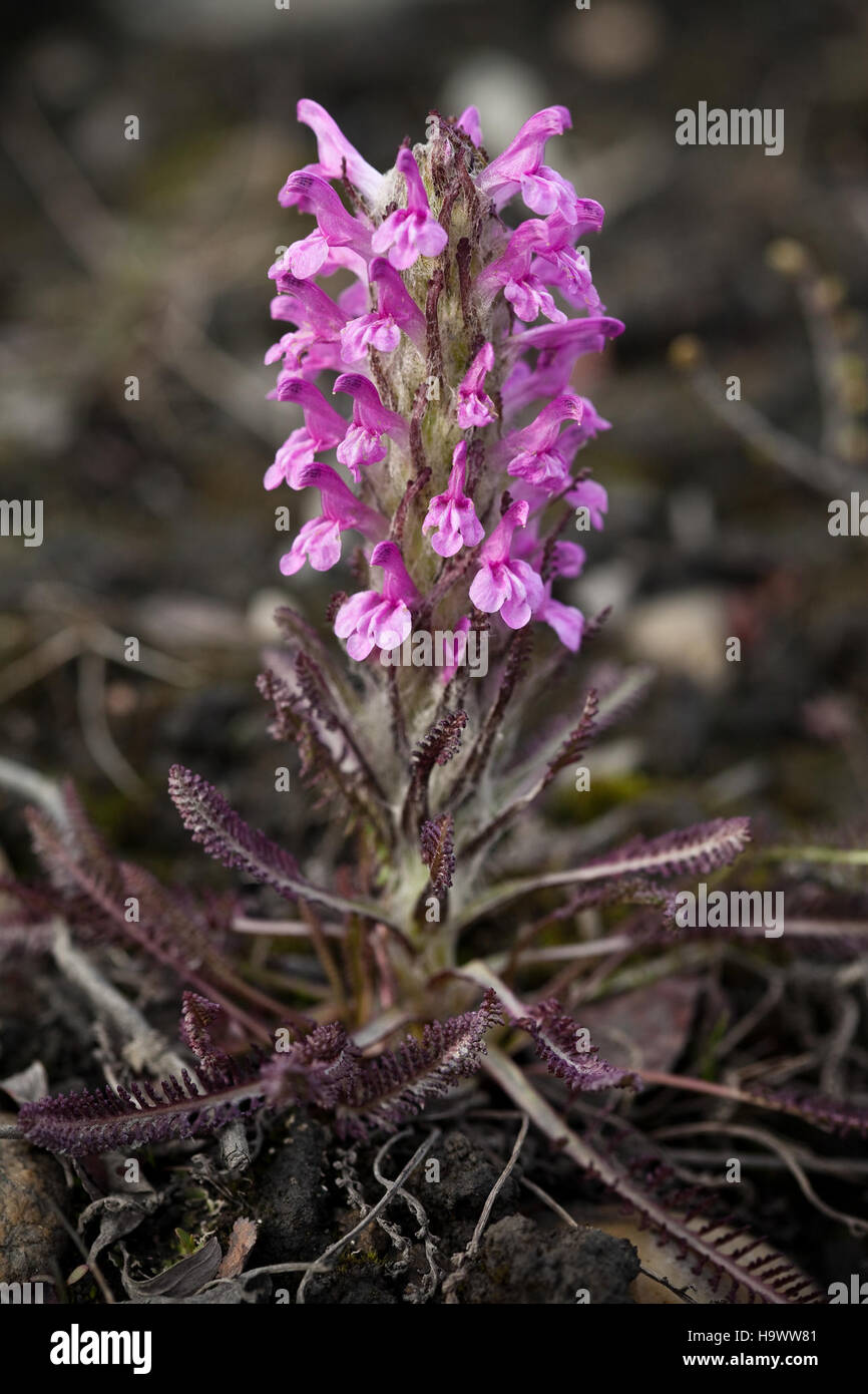 Woolly lousewort hi-res stock photography and images - Alamy