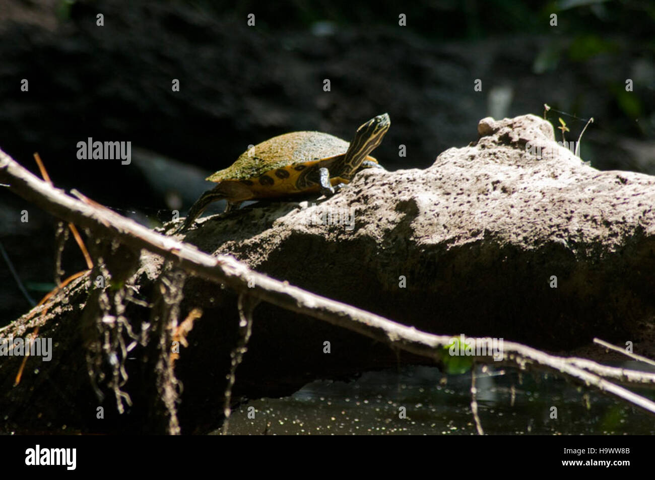 Congaree National Park, located in South Carolina, is known for its ...