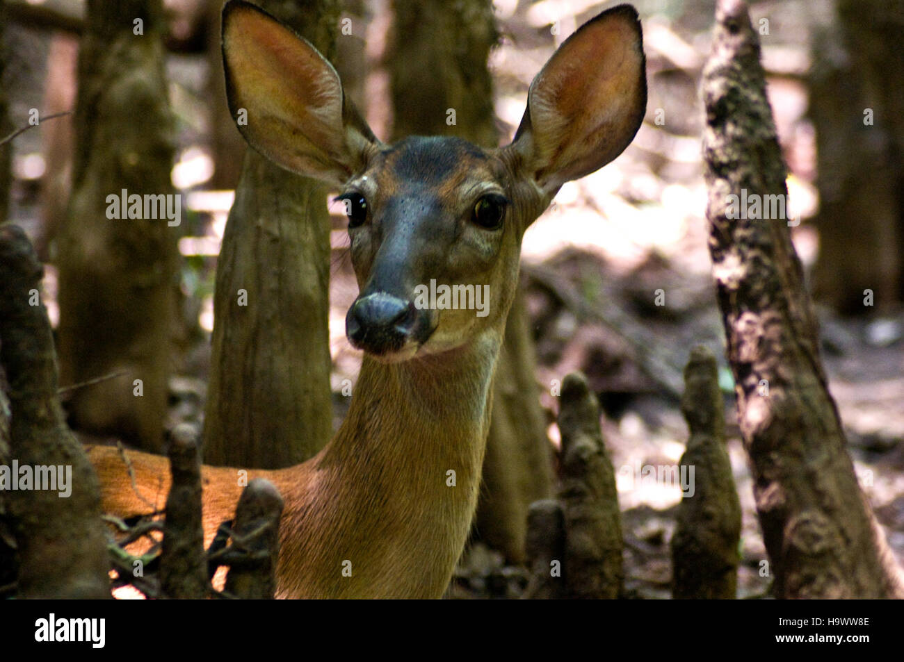 Congaree National Park in South Carolina preserves one of the largest ...