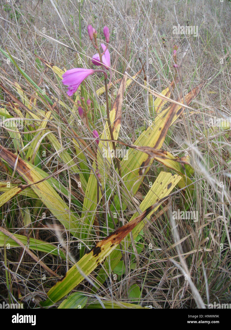 Bletia patula, a rare orchid species, photographed in Everglades ...
