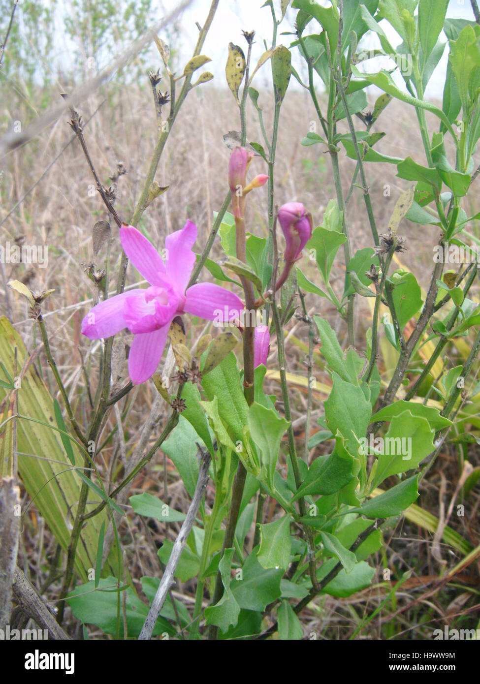 This image of Bletia Patula, an orchid species from Everglades National ...